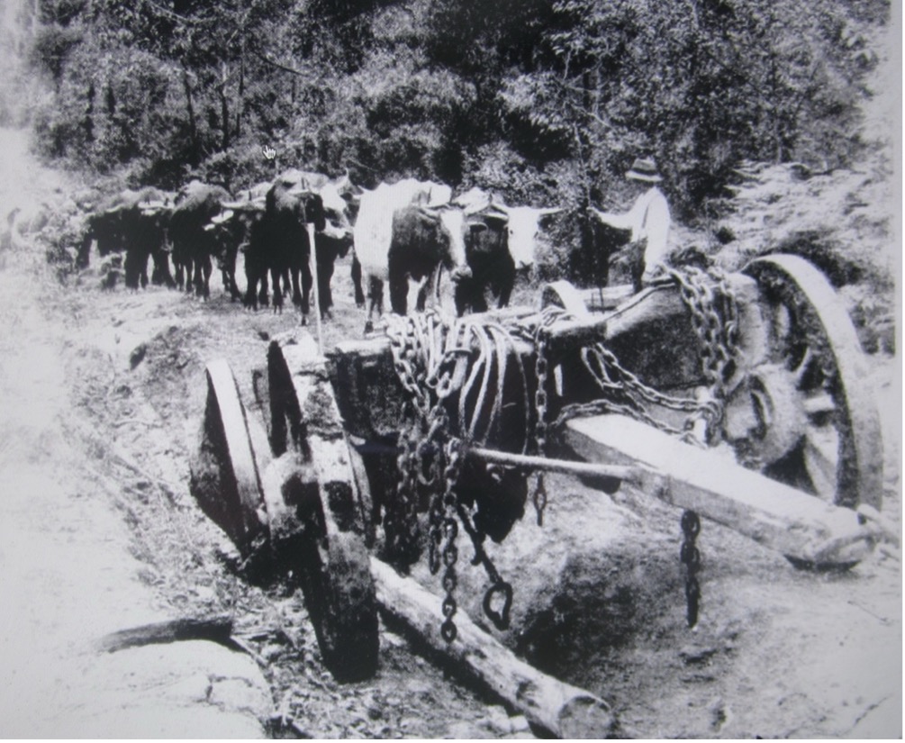 Early History of the Timber Industry in the Myall and Port Stephens ...